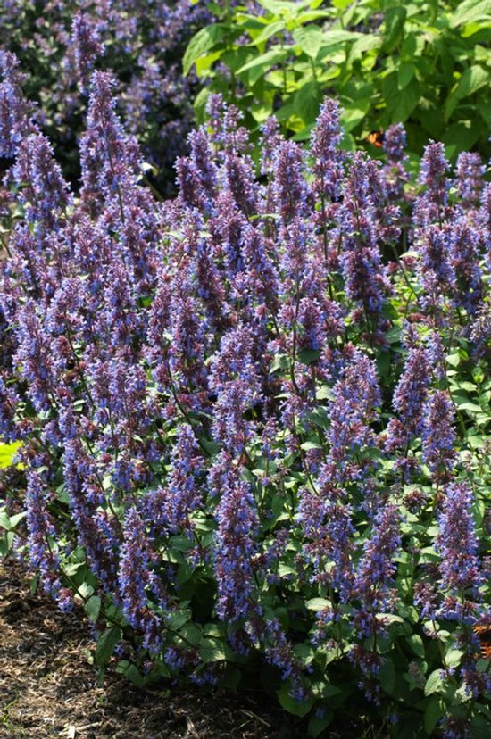 Plants Online - Tuinplanten - Vaste planten - Set van 3 - Nepeta ...