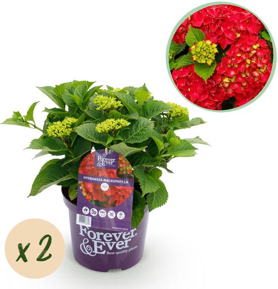 Tuinplantenshop.com | Hortensia - Hydrangea Forever & Ever - Rood - 7 ...