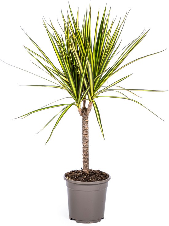 Tropische kamerplant Dracaena Marginata Sunray ca 70 cm hoog - Groen ...