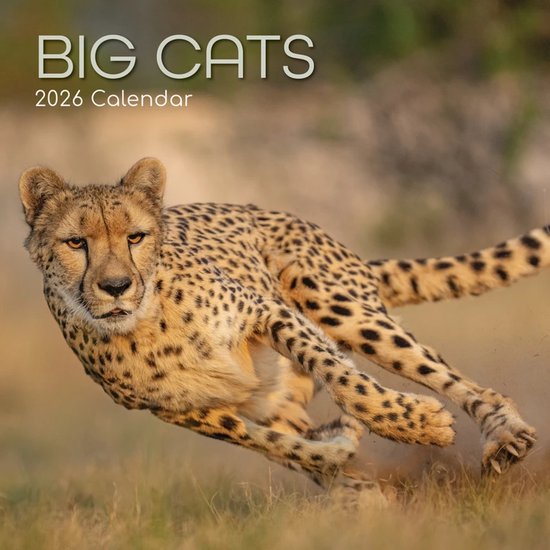 Calendrier des grands Cats 2026 | bol