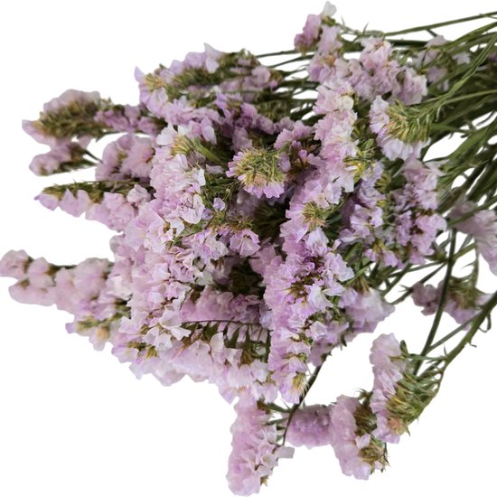 Milkapaarse Statice Sinuata droogbloemen | Lengte ± 70 centimeter | Per ...
