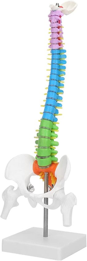 Spine model, 45cm figure spine, figure colorful human spine, anatomical ...