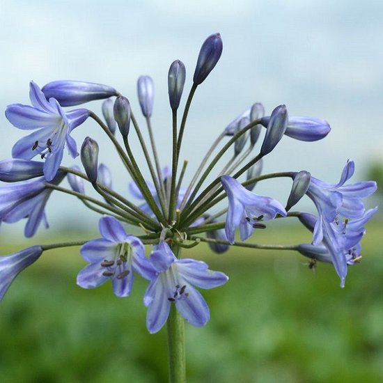 6x Tuberoos - Agapanthus ‘Blue Triumphator’ - Pot 9x9cm | bol
