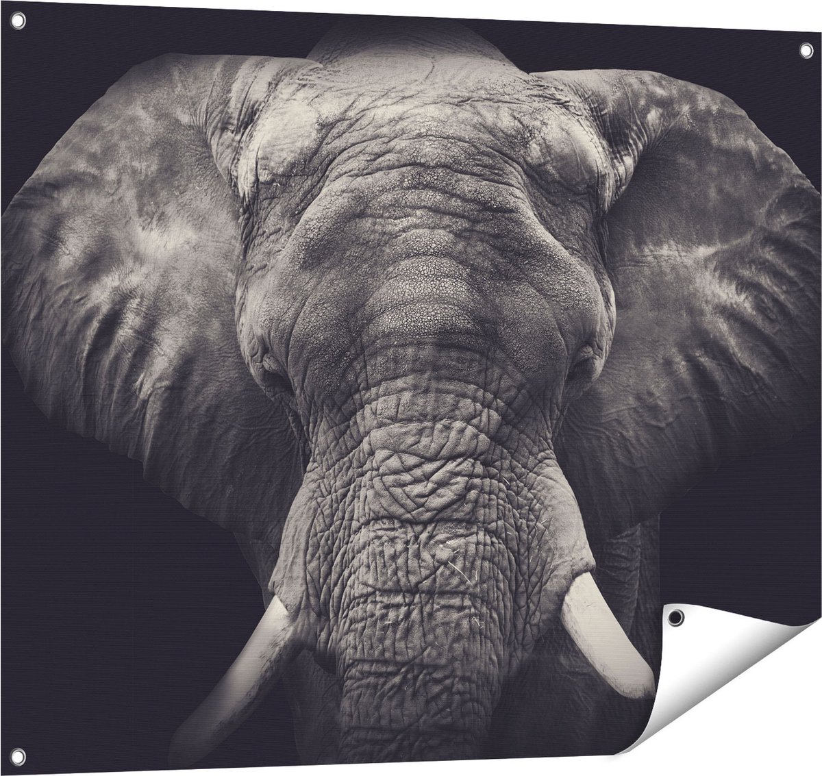 Gards Tuinposter Olifantenkop - Olifant - Zwart Wit - 100x80 cm ...