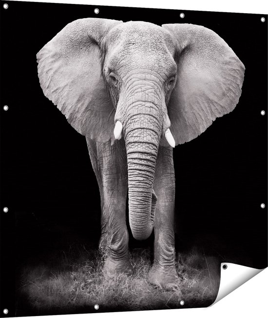 Gards Tuinposter Olifant - Zwart Wit - 110x110 cm - Tuindoek ...