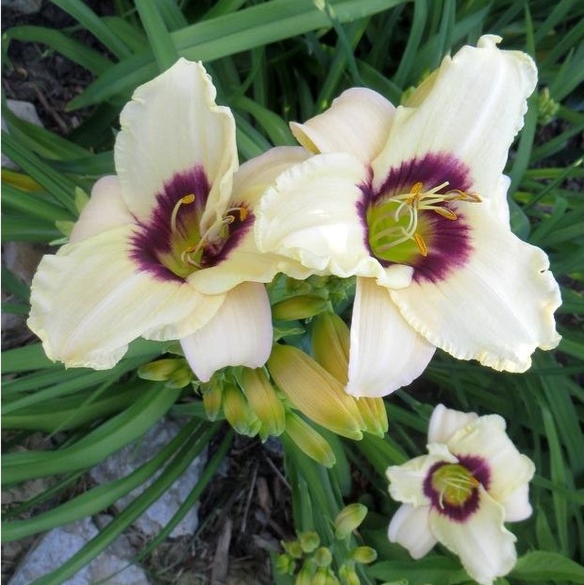 6x Daglelie - Hemerocallis ‘Pandora’s Box’ - Pot 9x9cm | bol.com