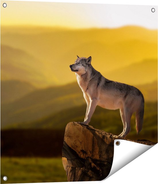 Gards Tuinposter Wolf op een Rots met een Heuvel Landschap - 70x70 cm ...