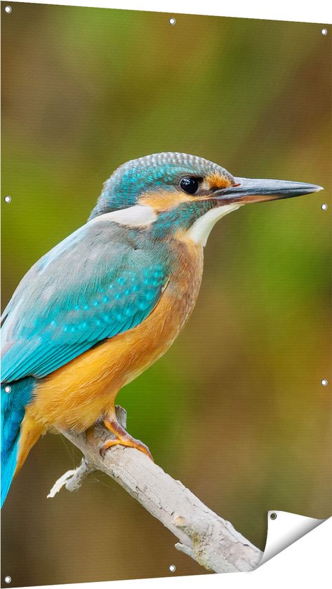 Gards Tuinposter Blauwe IJsvogel op een Tak - 100x150 cm - Tuindoek - Tuindecoratie -... | bol