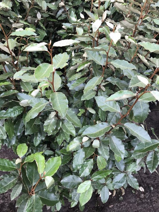 5x Elaeagnus ebbingei ´Compacta´ olijfwilg - haag 125-150cm | bol.com