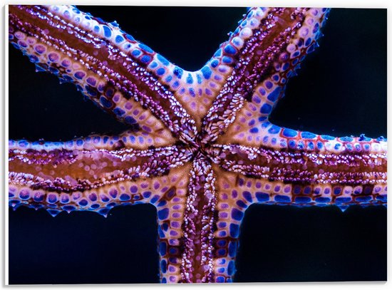 PVC Schuimplaat- Close-up van Zeester tegen Raam van Aquarium - 40x30 ...