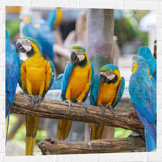 Muursticker - Groepje Are Papegaaien met Blauwe en Gele Veren op Tak ...