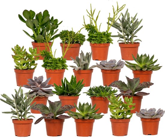 Hello Plants Vetplanten Succulenten Mix - 18 Stuks - Ø 8,5 cm Pot ...