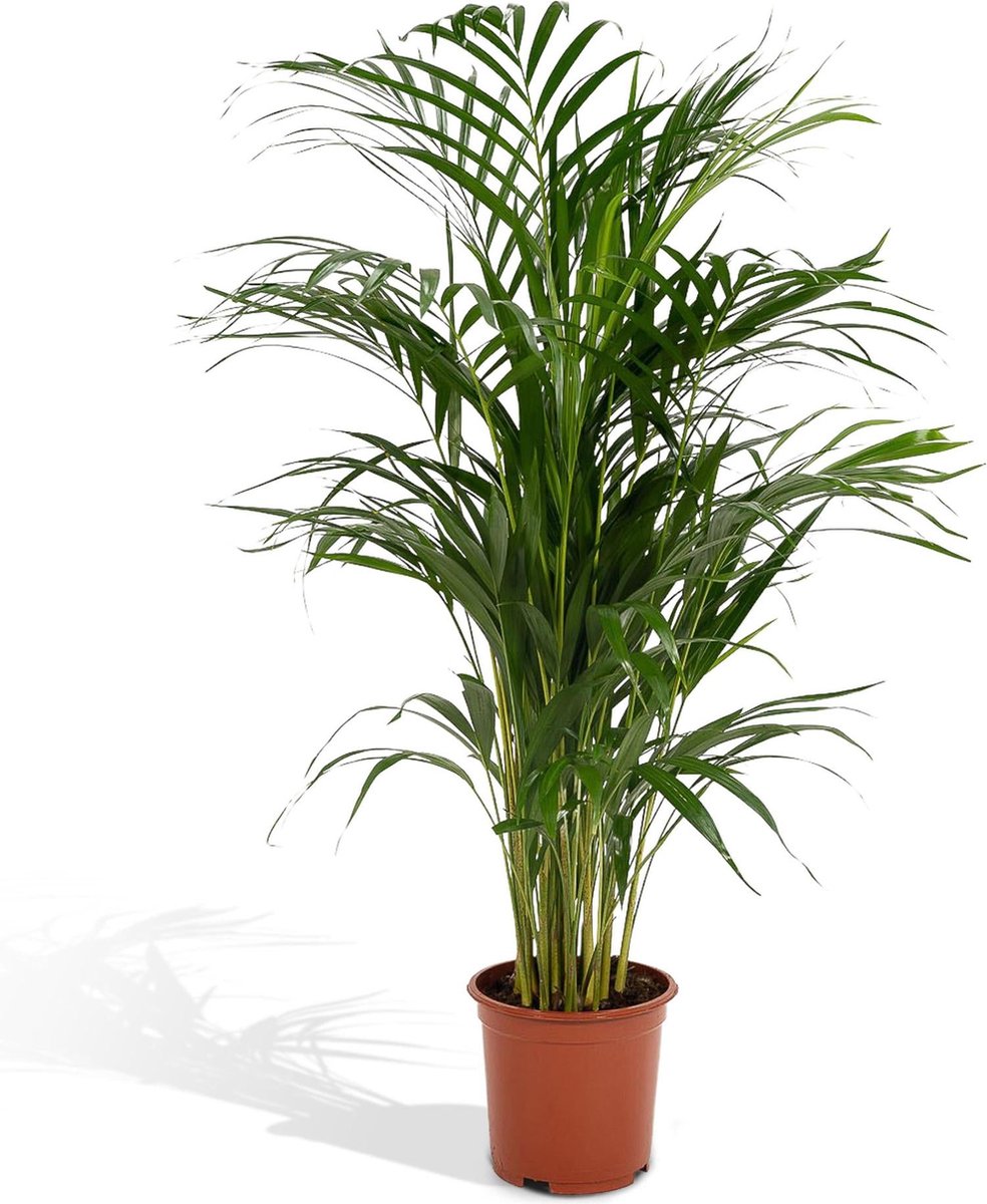 Hello Plants Dypsis Lutescens - Ø 21 cm - Hoogte: 110 cm - Areca Palm ...