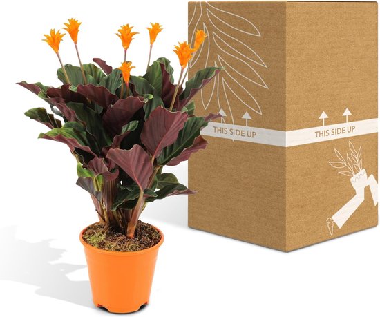Hello Plants Calathea Crocata Tassmania - Ø 14 cm - Hoogte: 40 cm ...