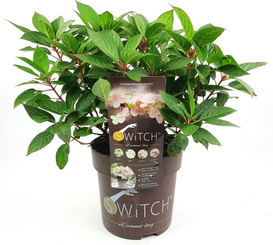 Hello Plants Hydrangea Paniculata Switch Ophelia Hortensia - Ø 24 cm ...