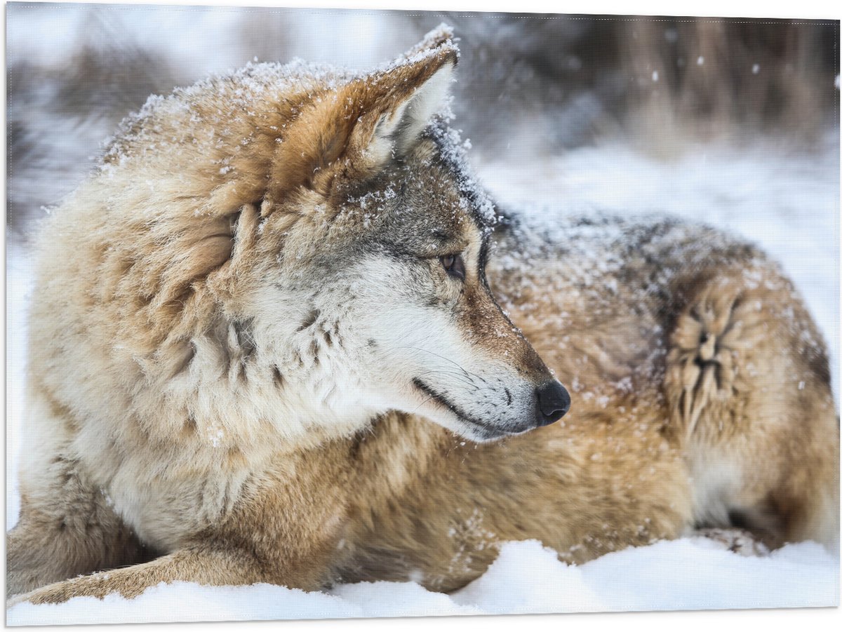 Vlag - Omkijkende Bruine Wolf liggend in Besneeuwd Bos - 80x60 cm Foto op Polyester Vlag | bol.com