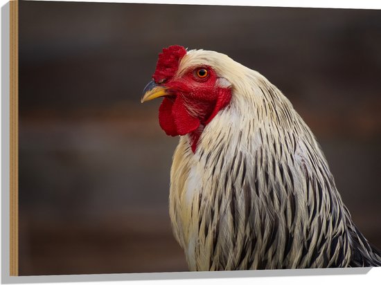 Hout - Opzijkijkende Haan met Rode Lel en Hanenkam - 80x60 cm - 9 mm ...