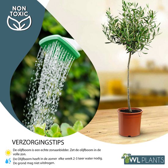 WL Plants - Olea Europaea - Olijfboom - Winterhard - Olijfboom op Stam ...