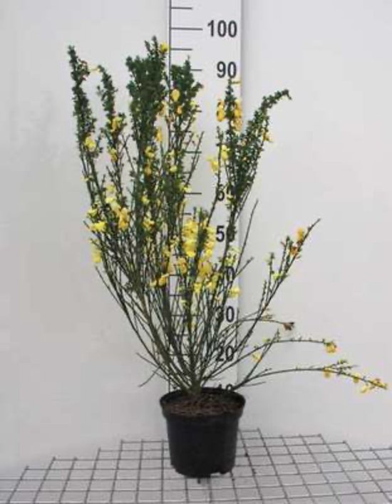 Cytisus scoparius - Wilde Brem 40 - 60 cm in pot | bol