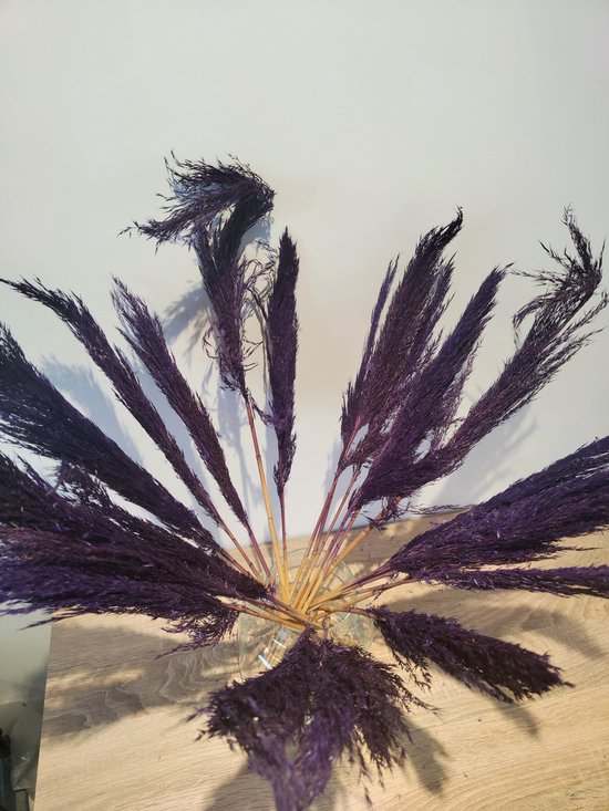 Droogbloemen - pampas pluimen, Paars 85 gram, 60 tot 65 cm, +/-25 stuks ...