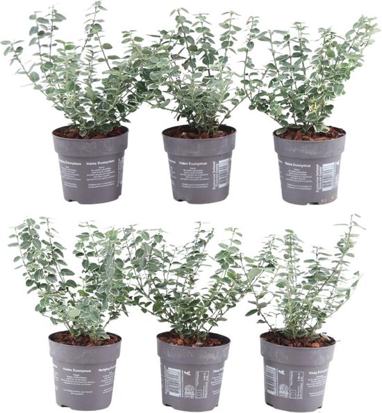 Plants by Frank - 1 meter bonte Kardinaalsmuts haag - Euonymus fortunei ...