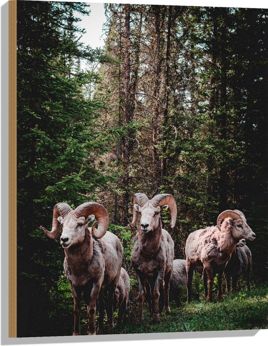 Hout - Groep Rammen met Horens Lopend door Bos met Hoge Bomen - 60x80 ...