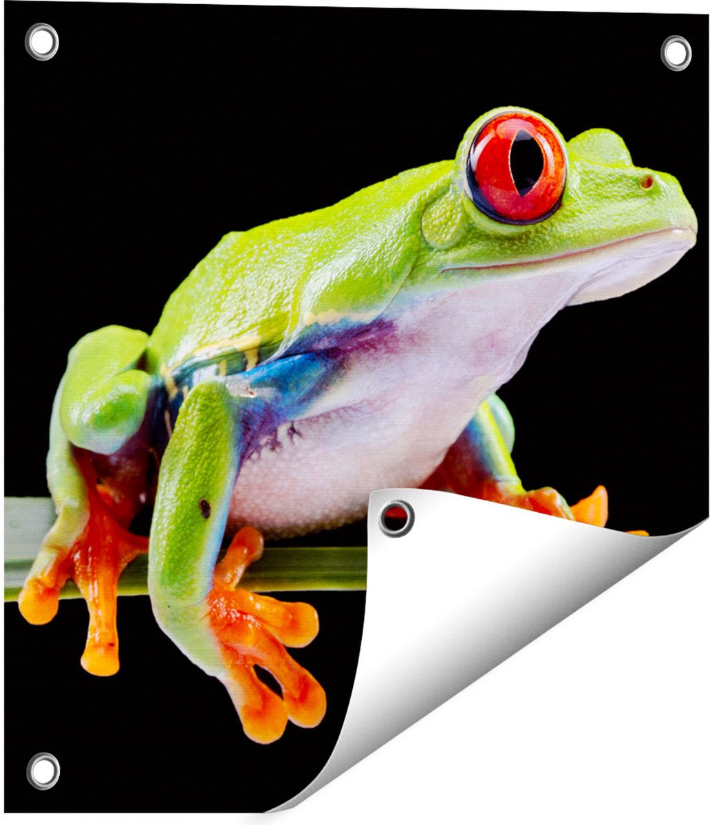 Gards Tuinposter Kikker met Rode Ogen op een Plant - 40x40 cm ...
