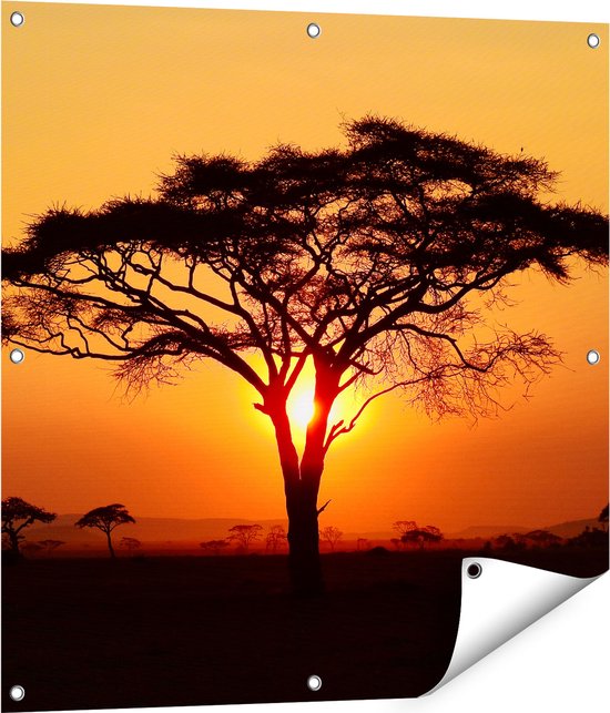 Gards Tuinposter Zonsondergang Achter een Savanne Boom - 80x80 cm ...