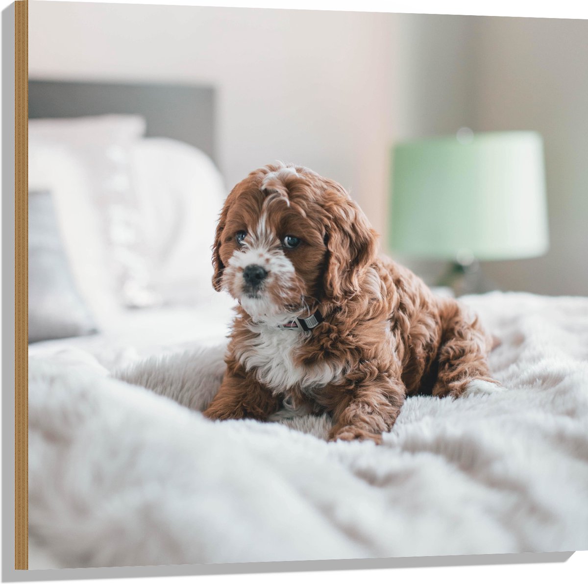 Hout - Onschuldig Kijkende Cavapoo Puppy op Deken op Bed - 80x80 cm - 9 ...