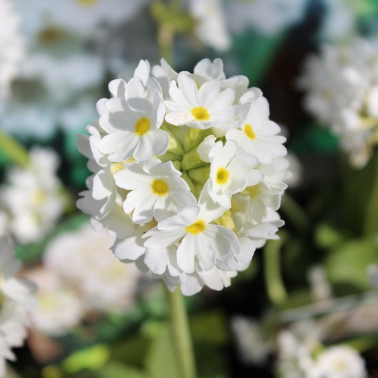 6x Kogelsleutelbloem - Primula denticulata ‘Alba’ - Pot 9x9cm | bol