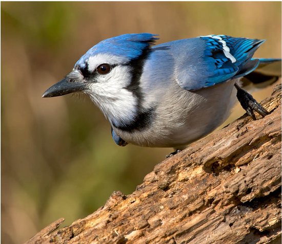 Inductie Beschermer - Blauwe Gaai Vogel Wegvliegend van Boomstronk ...