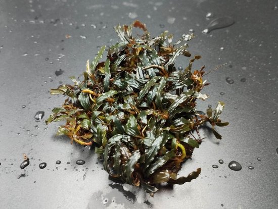Bucephalandra Black Carpet Clumps 50 gram | bol.com