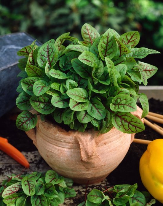 Set van 3 | Rumex sanguineus sanguineus - 0.7 liter pot | bol