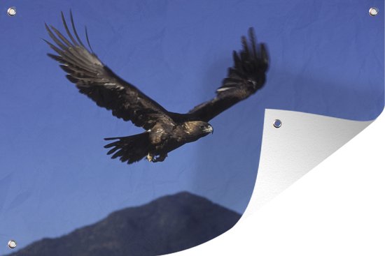 Aigle royal vole le long des montagnes Affiche de jardin 120x80 cm ...