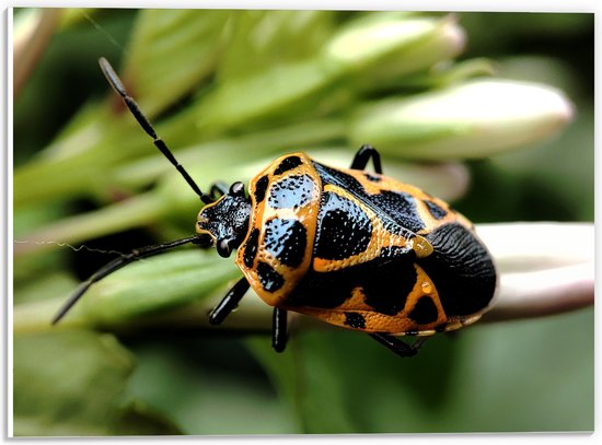 PVC Schuimplaat - Zwart met Geel Schildwants Insect op Kleine Groene ...