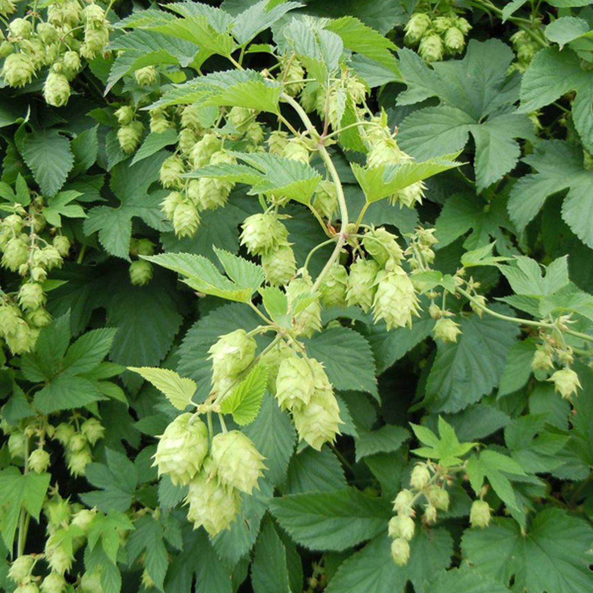 Humulus Lupulus - Hop Plant - Klimplant - 50-60 cm in pot | bol.com