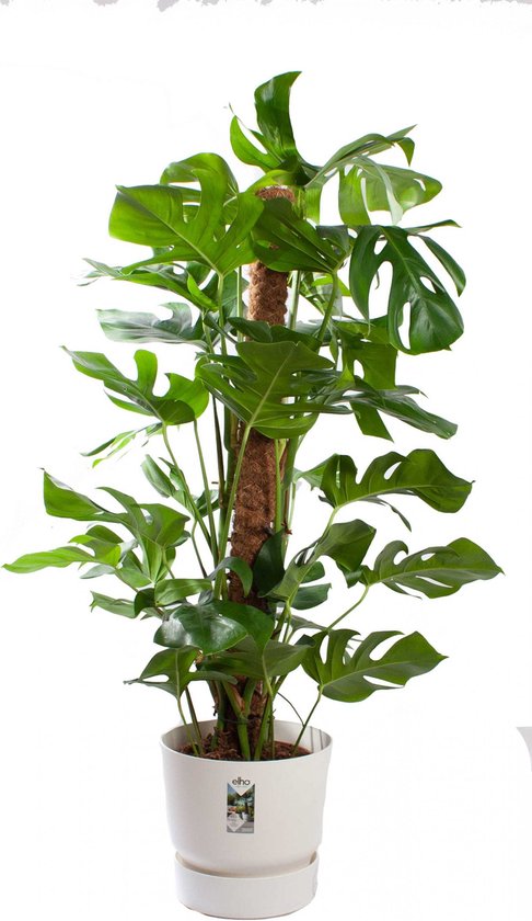 Monstera Mosstok met pot | WIT | bol