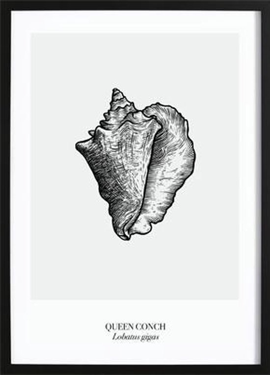 Queen Conch Poster - Wallified - Natuur - Landschap - Zee - Poster ...