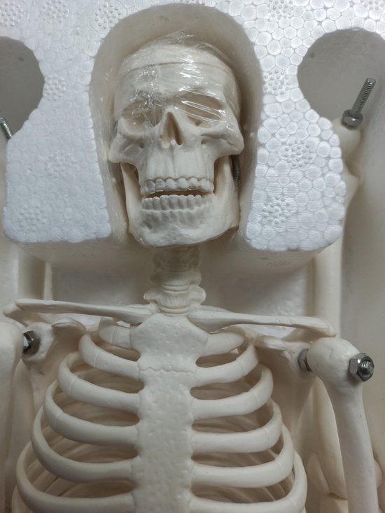 Mini skelet anatomisch model 45 cm geraamte ANATOMIE-menselijk skelet... | bol