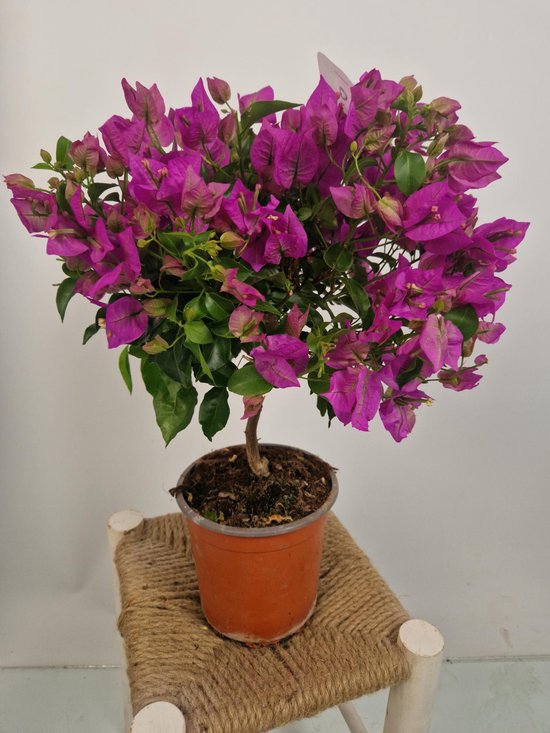 Bougainvillea alexandra - op stam - potmaat 17 cm - planthoogte 60 cm ...