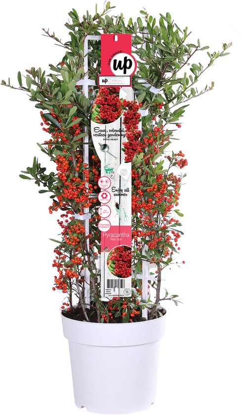 Pyracantha coccinea 'Red Star' - ↨75cm - Ø23 | bol.com