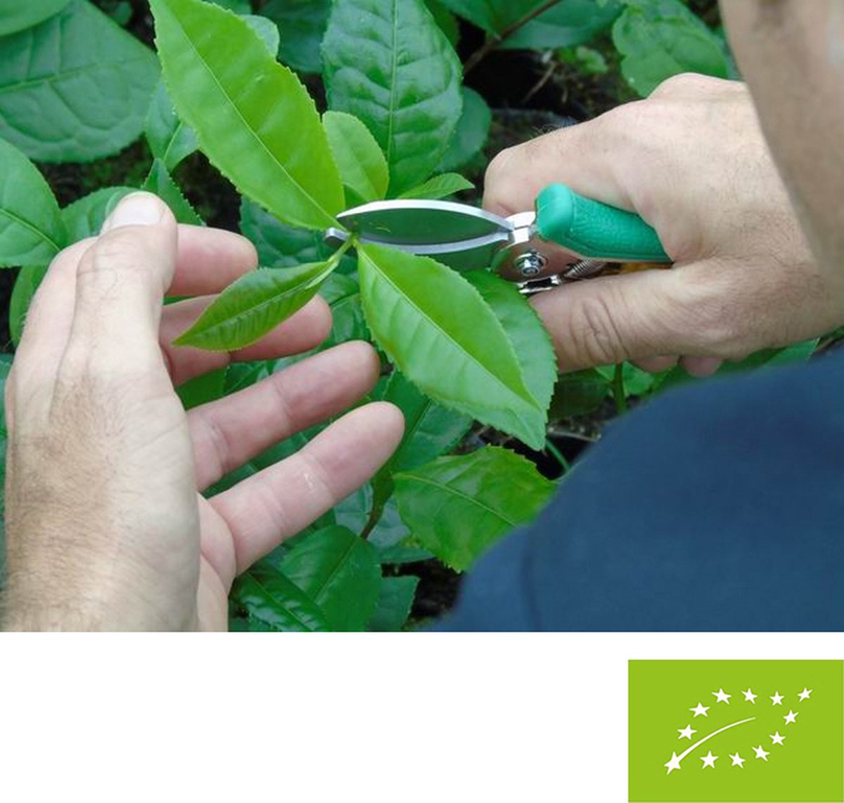 Biologische theeplant - Echte thee - zelf thee kweken - Camellia ...