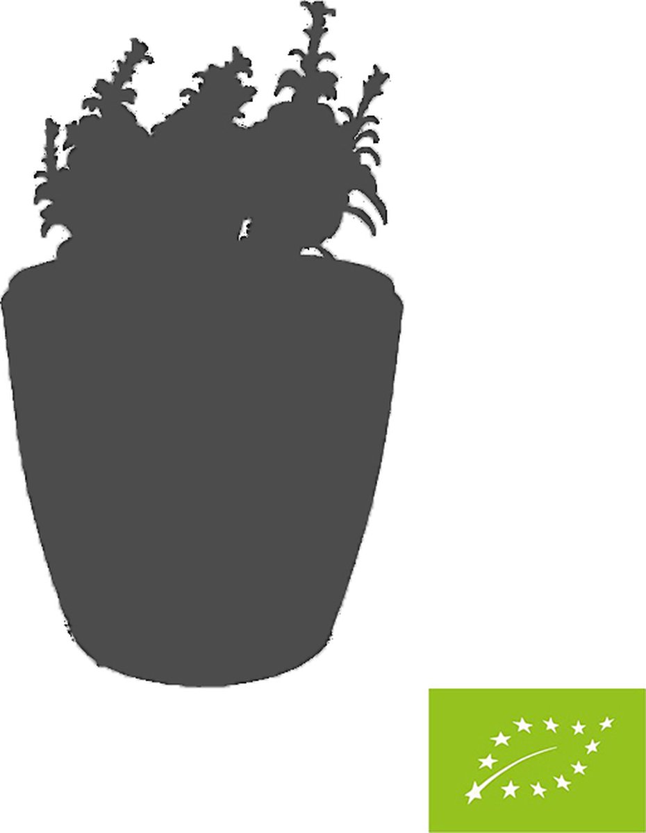 Biologische theeplant - Echte thee - zelf thee kweken - Camellia ...