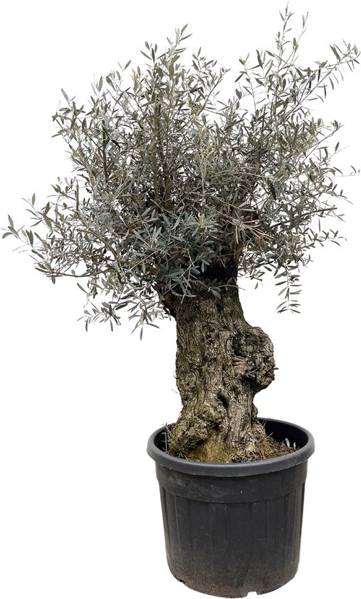 Olijfboom - Olea Europaea Bonsai hoogte 225cm potmaat 65cm | bol.com