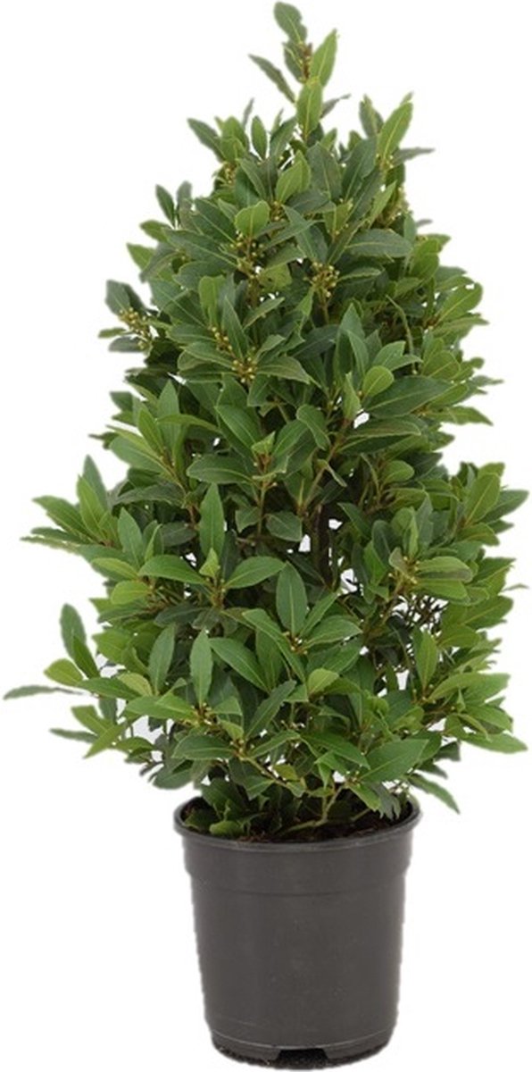 Laurier - Laurus nobilis - 40-50 P16, Piramide | bol.com