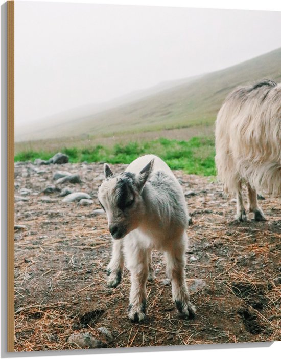 Hout - Baby Geitje bij Moeder Geit in Landschap in de Bergen - 75x100 ...