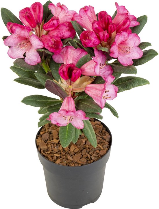 Hello Plants Rhododendron Wine & Roses Rood - Heg Haag Plant - Ø 13 cm ...