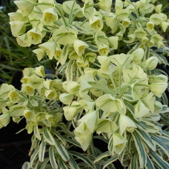 6x Wolfsmelk - Euphorbia characias ‘Tasmanian Tiger’ - Pot 9x9cm | bol