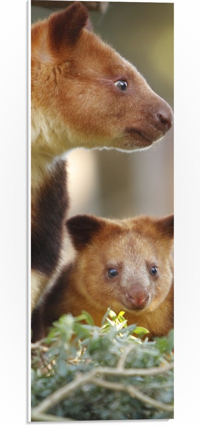 PVC Schuimplaat - Boom Kangaroo met haar Jong - 20x60 cm Foto op PVC ...