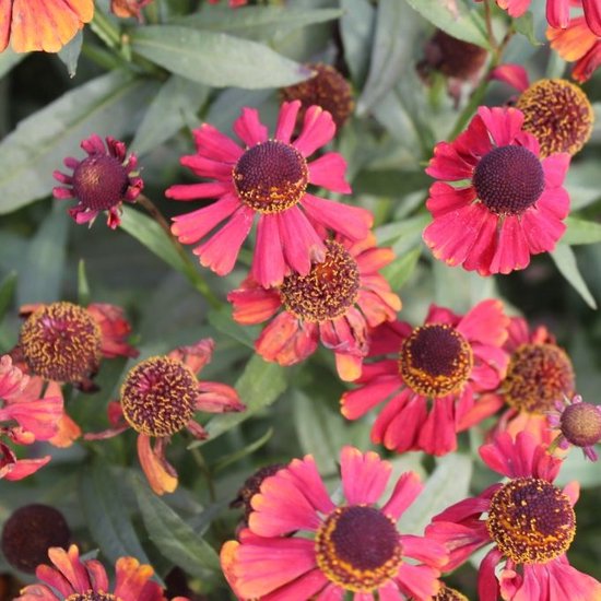 6x Zonnekruid - Helenium 'Red Jewel' - Pot 9x9cm | bol